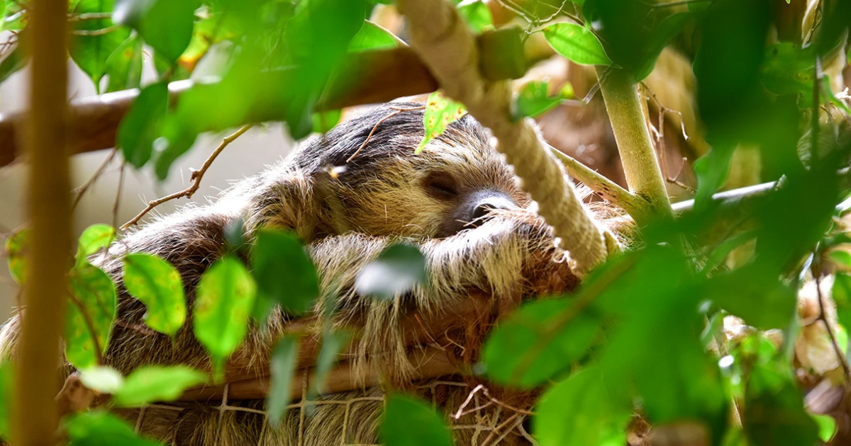 Sponsoring a Sloth at Hellabrunn Zoo | CityTourCard Munich